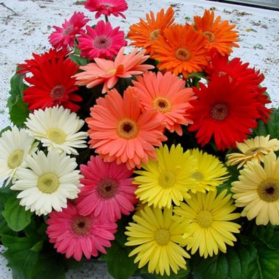 National Plant Network 4 in. Sunblaze Rainbow Mini Rose Plant, 2 pc. at ...