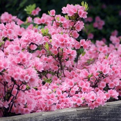 National Plant Network 2.5 qt. Pink Ruffle Azalea Plant at Tractor ...