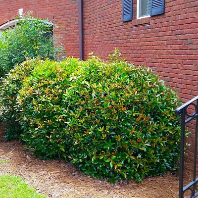 National Plant Network 2.25 gal. Potted Cleyera Japonica Shrub at ...
