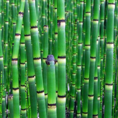 National Plant Network 2.5 qt. Native Horsetail Reed Plant at Tractor ...