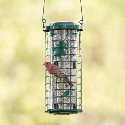 Perky-Pet 3 lb. Squirrel Stumper Bird Feeder, Green