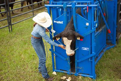 Priefert Heavy-Duty Squeeze Chute at Tractor Supply Co.