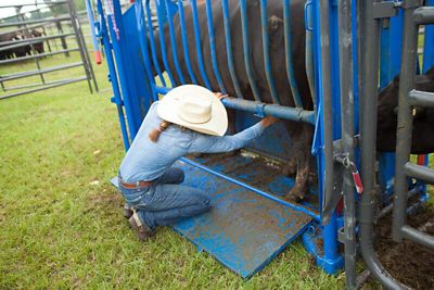 Priefert Heavy-Duty Squeeze Chute at Tractor Supply Co.