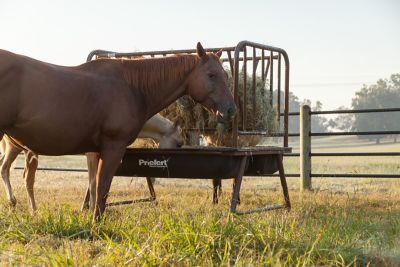 Priefert Pre-Assembled Pasture Horse Feeder at Tractor Supply Co.