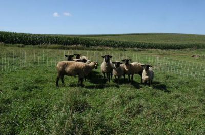 Starkline 35 in. x 164 ft. Premium Sheep and Goat Electric Netting at ...