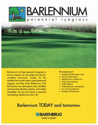 Barenbrug 50 lb. 10,000 sq. ft. Barlennium Perennial Ryegrass Seed at ...