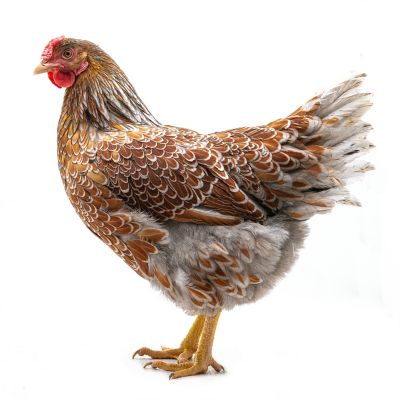 Hoover's Hatchery Live Blue-Laced Red Wyandotte Baby Chicks, 10 ct ...