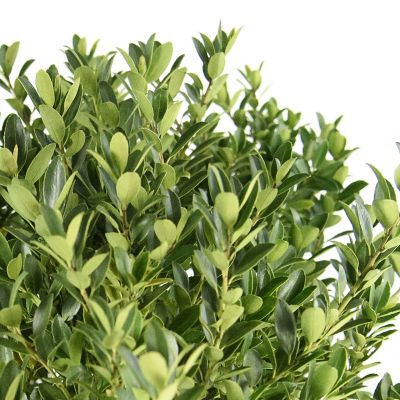 National Plant Network 2.5 qt. Hoogendorn Holly Plant at Tractor Supply Co
