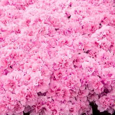 National Plant Network 3 gal. Encore Carnation Azalea Plant with Pink ...