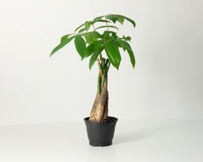 National Plant Network 6 in. Braided Money Tree Plant at Tractor Supply Co