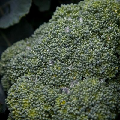 Bonnie Plants Lieutenant Broccoli 19.3 oz. 4.5-inch at Tractor Supply Co