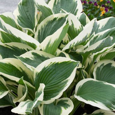Van Zyverden Minuteman Hosta Plant, 3 Roots at Tractor Supply Co