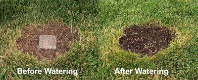 Rapid Repair Pod 15 oz. 15 sq. ft. Sun and Shade Lawn Spot Grass Seed ...