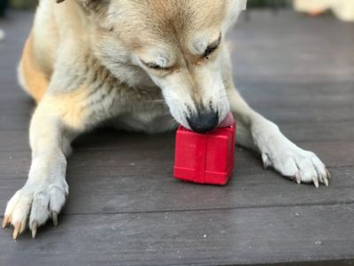 SodaPup Gift Box Treat Dispenser and Chew Interactive Dog Toy