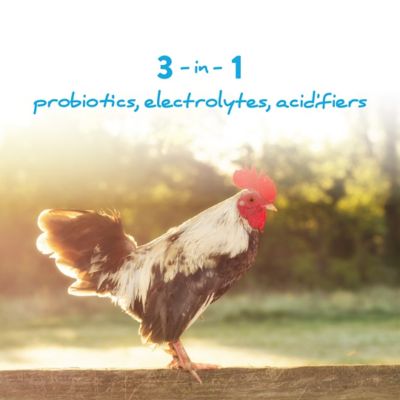 Manna Pro Hydro Hen Poultry Drinking Water Supplement, 20 oz. at ...