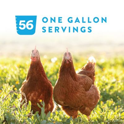 Manna Pro Hydro Hen Poultry Drinking Water Supplement, 20 oz. at ...