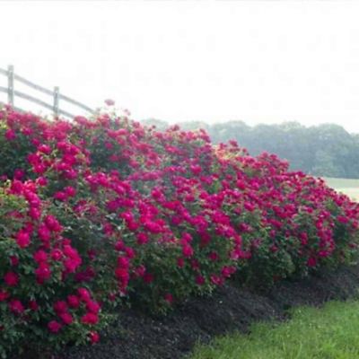 Knockout Rose 2 gal. Potted Double Red Rose Bush at Tractor Supply Co