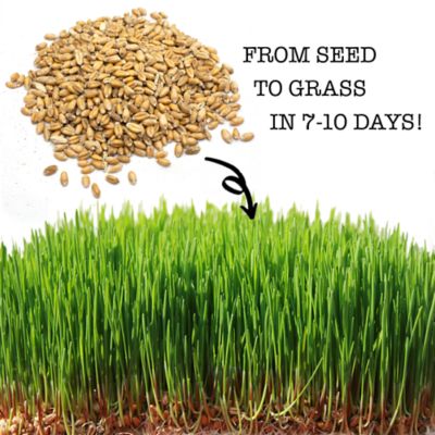 Pampered Chicken Mama Non-GMO Wheatgrass Fodder Seeds for Pet Chickens ...