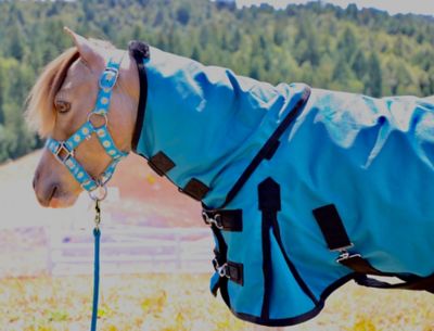 Star Point Horsemanship 1200D Waterproof Hooded Horse Sheet, 48-50,Teal ...