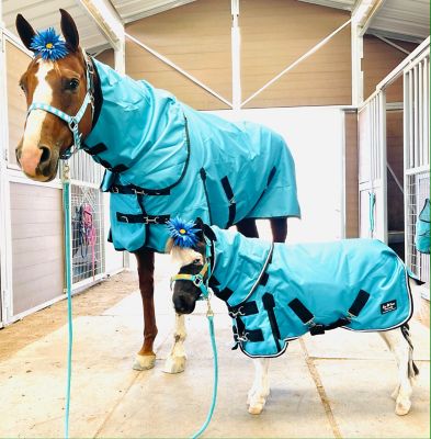 Star Point Horsemanship 1200D Waterproof Hooded Horse Sheet, 52-54,Teal ...