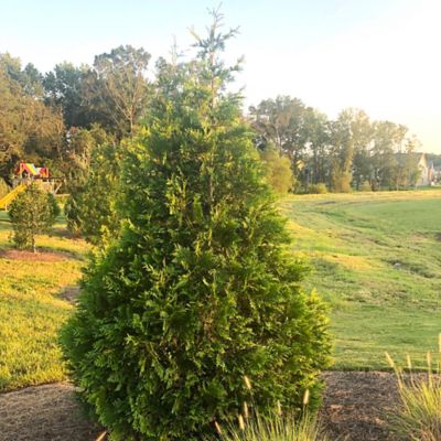 7 gal. Potted Arborvitae Green Giant Shrub at Tractor Supply Co.