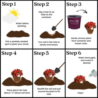 Encore Azalea 2 gal. Potted Autumn Embers Azalea Shrub