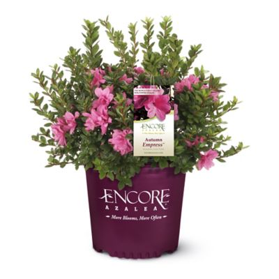 Encore Azalea 1 gal. Potted Plant at Tractor Supply Co