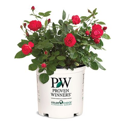 Knockout 3 gal. Potted Double Red Rose Plant Tree Form at Tractor Supply Co