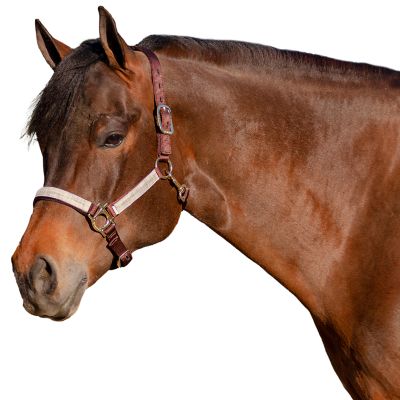 English Halters & Leads at Tractor Supply Co.