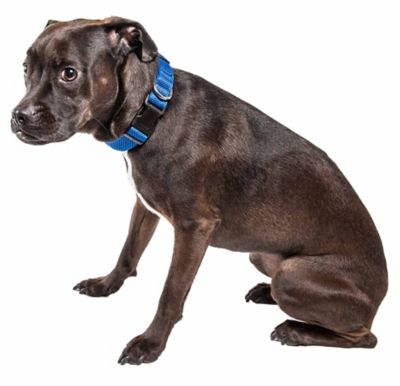 Pet Life Aero Mesh 360-Degree Dual-Sided Comfortable and Breathable ...