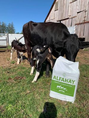 Alfahay 50% Moisture Fermented Chopped Alfalfa Horse Feed, 50 lb. at ...