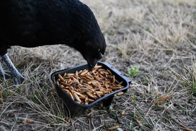 Little Farmer Products Bug-a-licious USA Grown Dried Black Soldier Fly ...