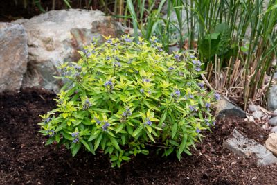 Bloomin' Easy 1 gal. Beekeeper Bluebeard at Tractor Supply Co.