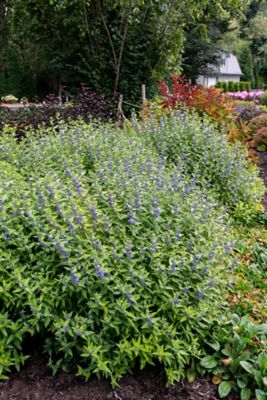 Bloomin' Easy 1 gal. Beekeeper Bluebeard at Tractor Supply Co.