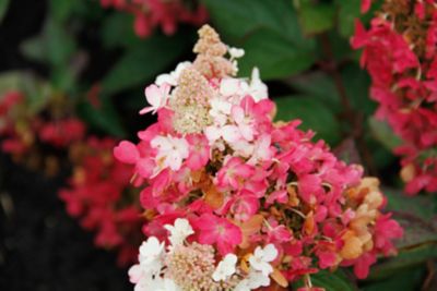 Bloomin' Easy 2 gal. Potted Flare Hardy Hydrangea Plant at Tractor ...
