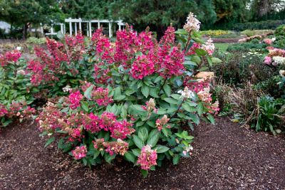 Bloomin' Easy 2 gal. Flare Hardy Hydrangea at Tractor Supply Co.