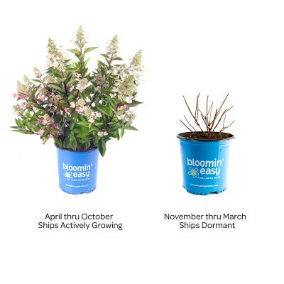 Bloomin' Easy 2 gal. Potted Flare Hardy Hydrangea Plant at Tractor ...