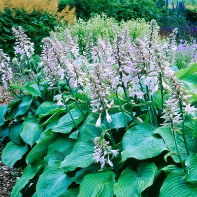 Van Zyverden Blue Angel Hosta Plant, 3 Roots at Tractor Supply Co