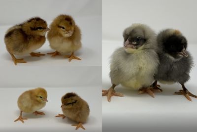 Hoover's Hatchery Live Assorted Green Egg Layer Chickens, 10 ct. Baby ...