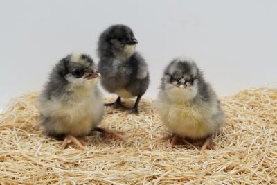 Hoover's Hatchery Live Crevecoeur Chickens, 10 ct. Baby Chicks at ...
