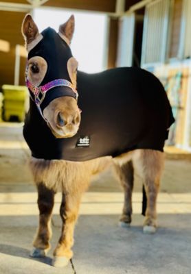 Star Point Horsemanship Miniature Horse-Pony Lycra Body Suit at Tractor ...
