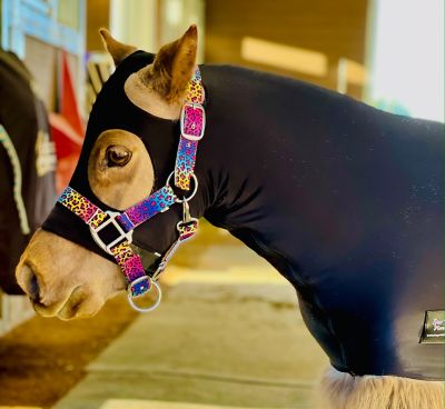 Star Point Horsemanship Miniature Horse-Pony Lycra Body Suit at Tractor ...