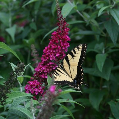 First Editions 3 Gal. Funky Fuchsia Buddleia Shrub at Tractor Supply Co.