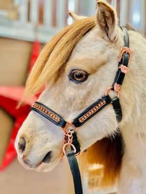 Star Point Horsemanship Miniature Horse Show Halter with Lead ...