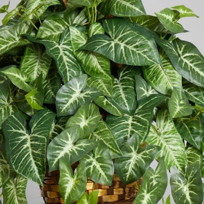 Nearly Natural 20 in. Nephthytis Hanging Basket at Tractor Supply Co.