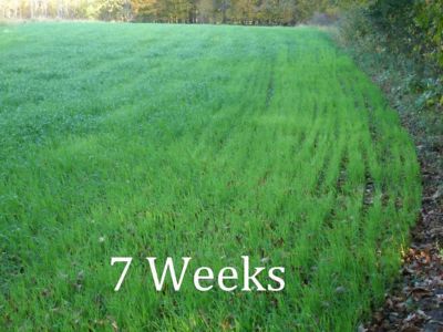 Field Tuff 48 in. 3-Point Seeder at Tractor Supply Co.