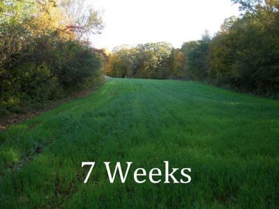 Field Tuff 48 in. 3-Point Seeder at Tractor Supply Co.