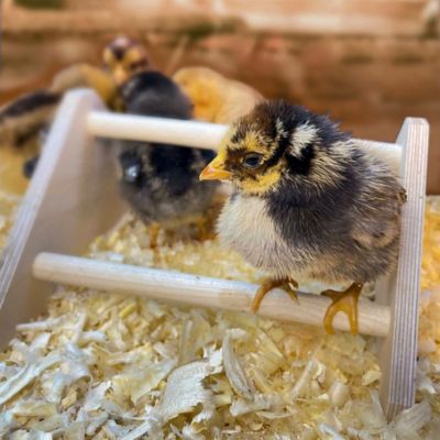 Backyard Barnyard Chick Perch Mini Roosting Bars for Brooder or Coop ...