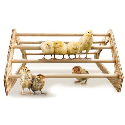 Backyard Barnyard Chick Perch Roosting Bar Toy for Chicks Brooder Box ...