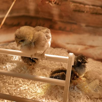 Backyard Barnyard Chick Perch Roosting Bar Toy for Chicks Brooder Box ...